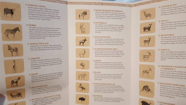 Guide to Disney Animal Kingdom Lodge Resort